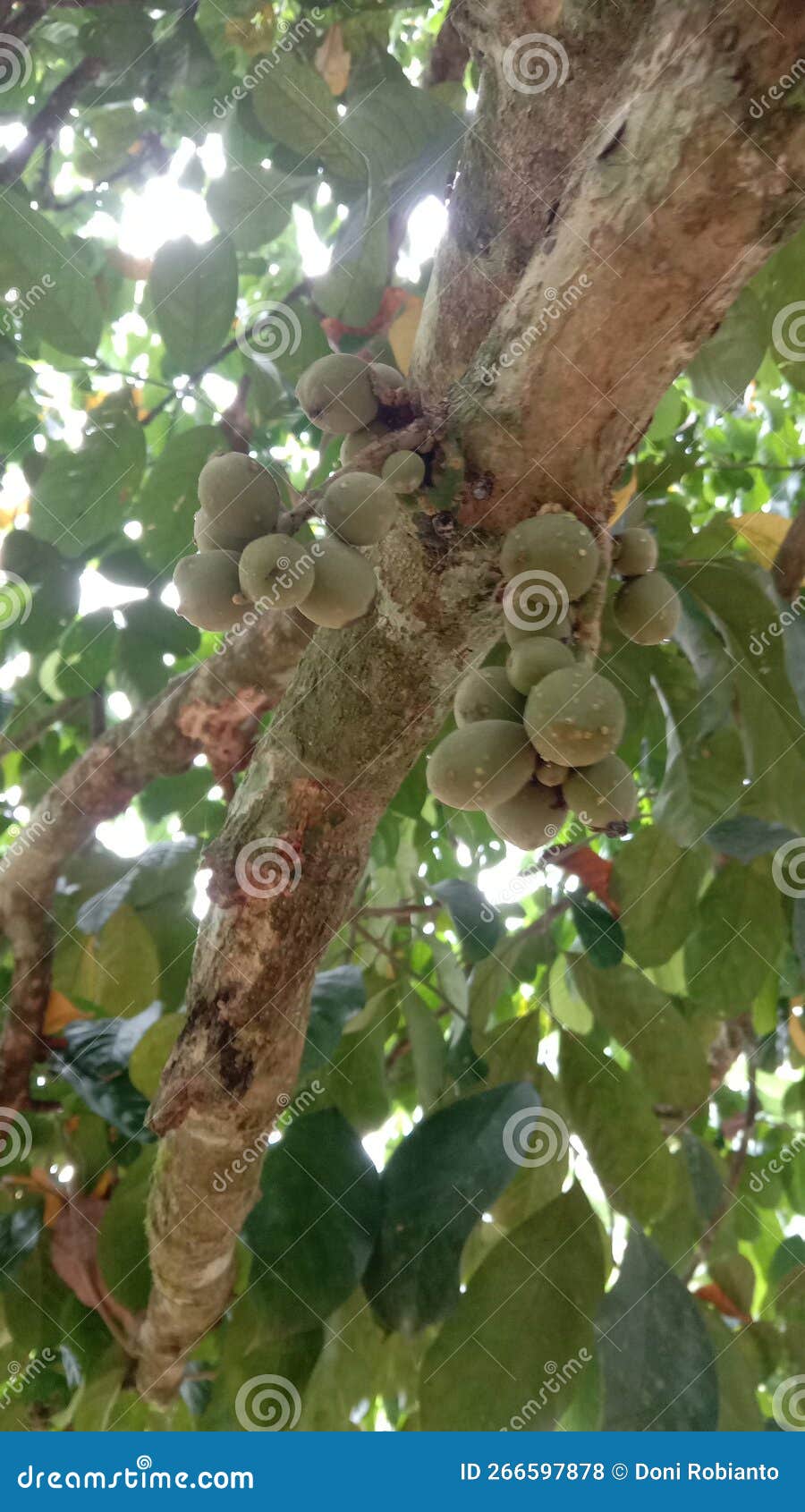 Duku fruit stock photo. Image of dark, cloudy, weather - 266597878