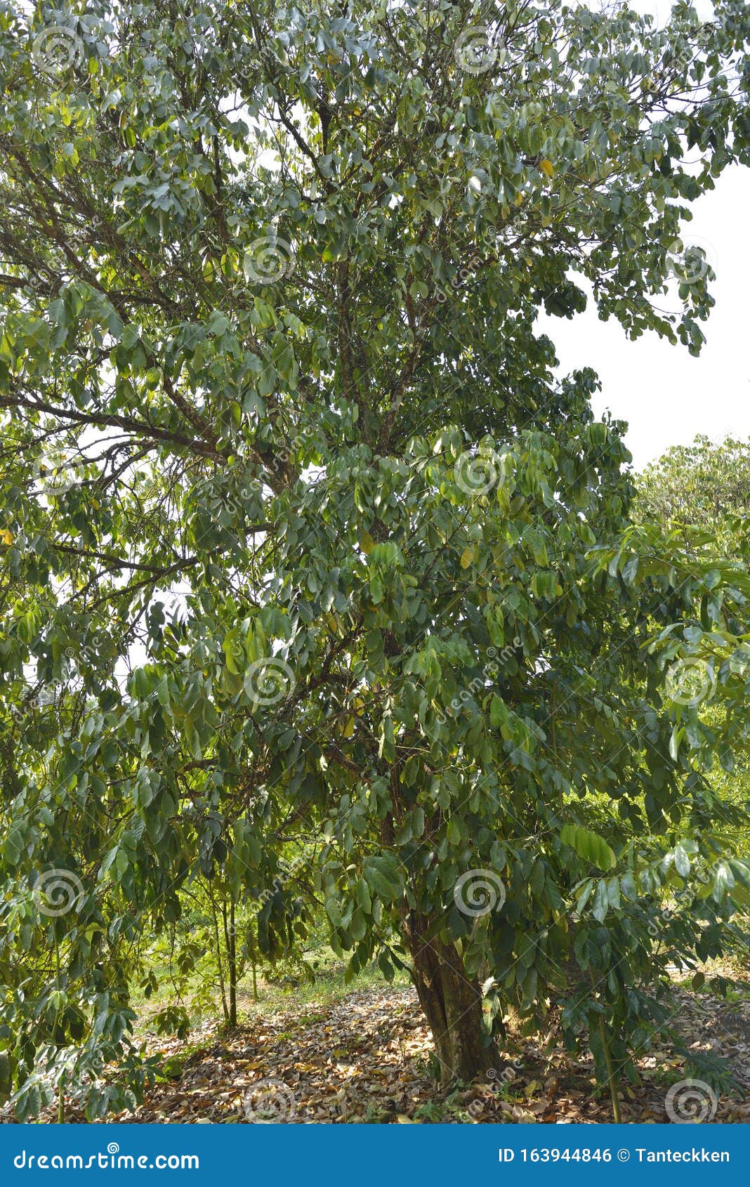 Duku Langsat on Tree, Selective Focus. Stock Photo - Image of fresh ...
