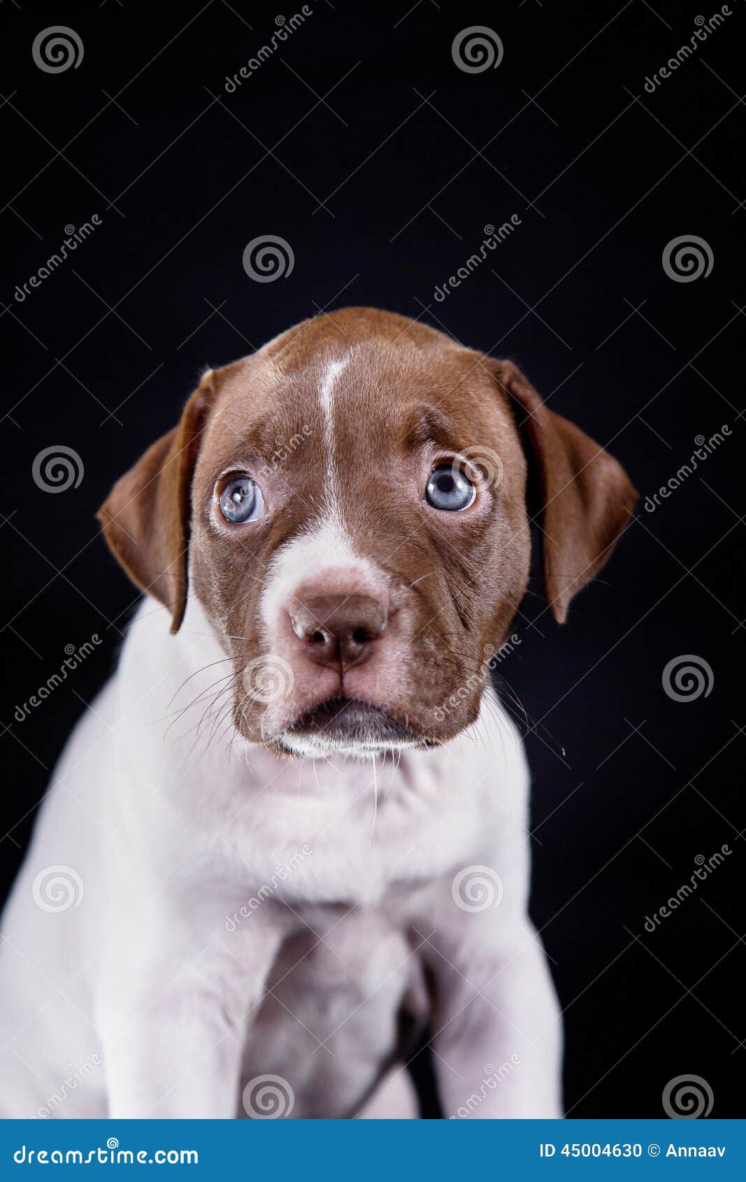 Dulce Del Perrito Del Pitbull Foto de archivo - Imagen de casta ...