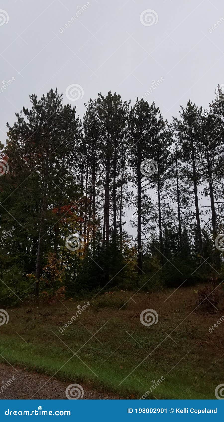 Dull Day Leading stock image. Image of woodland, autumn - 198002901