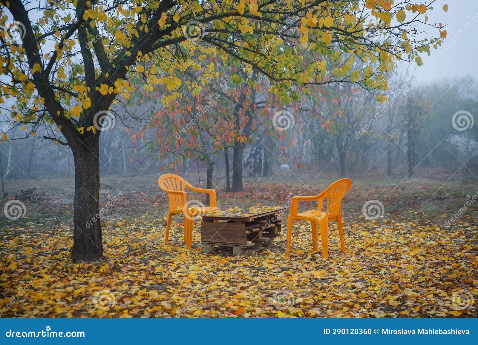Scenery Of Apricot Trees In Blossom In Hunza Valley, Northern Pakistan ...