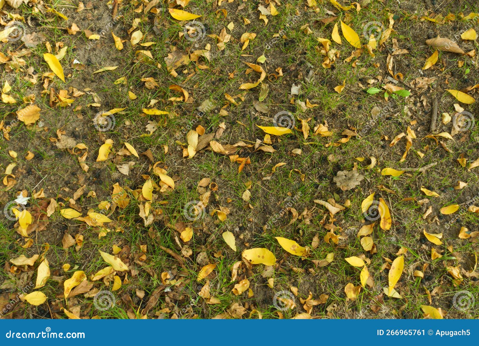 Dull Grass Covered with Fallen Leaves in October Stock Image - Image of ...