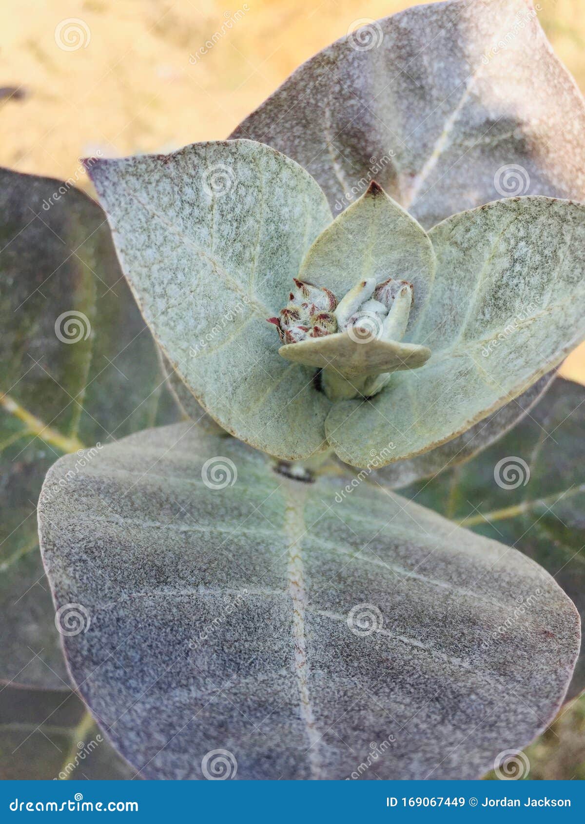 Dull leaves stock image. Image of leaves, phone, tree - 169067449