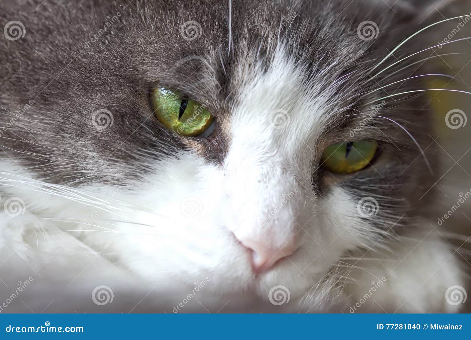 Dull Looking Cat stock photo. Image of mammal, closeup - 77281040