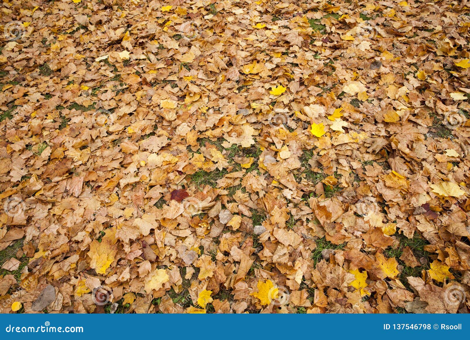 Dull Maple Leaves Falling To the Ground Stock Photo - Image of fall ...