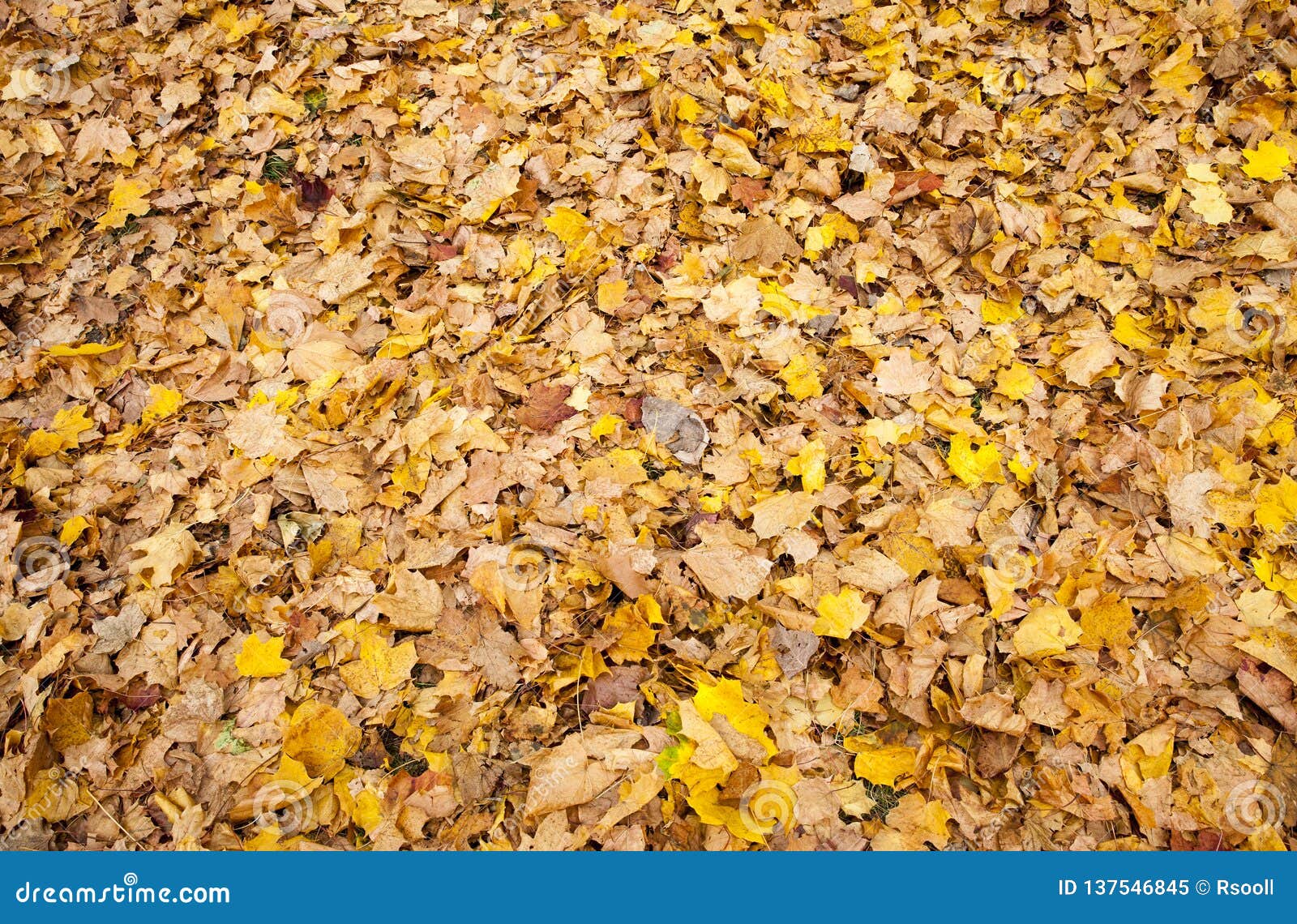 Dull Maple Leaves Falling To the Ground Stock Image - Image of colorful ...