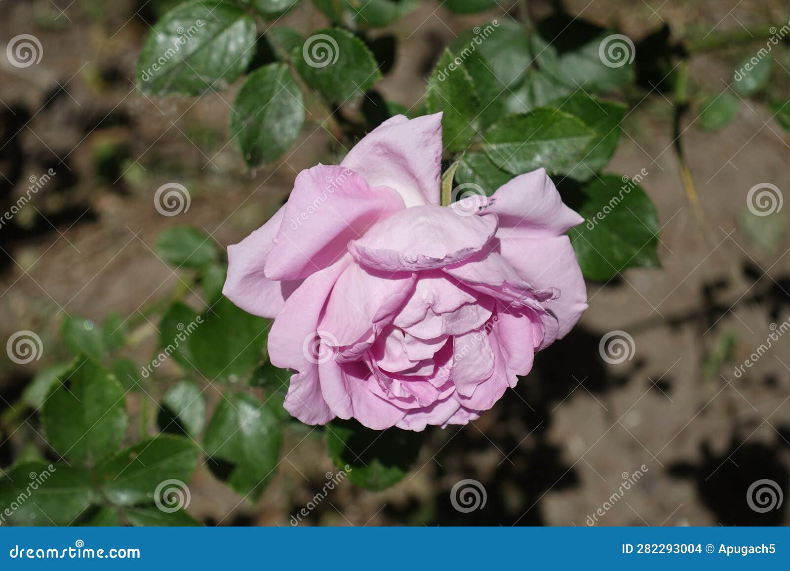 Dull Pink Flower of Rose in June Stock Photo - Image of blossom, twig ...