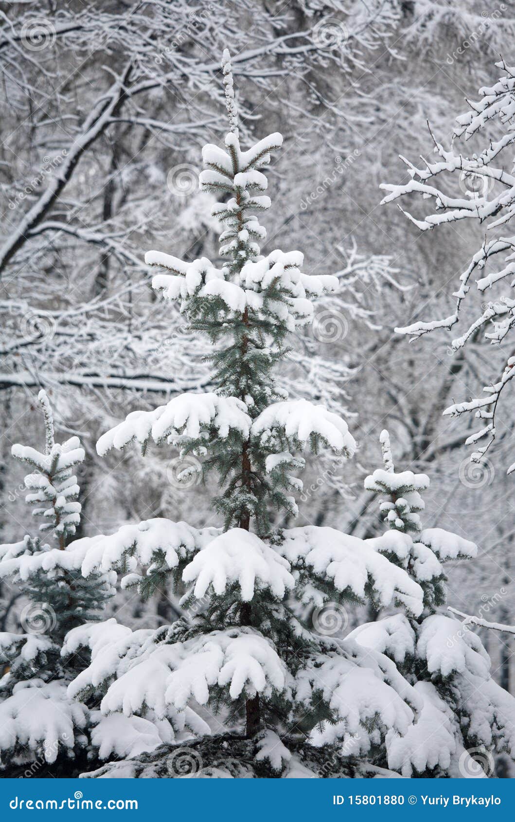 Dull Winter Mountain Forest Stock Photo - Image of slope, landscape ...