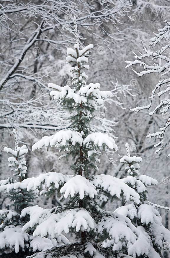 Dull Winter Mountain Forest Stock Photo - Image of slope, landscape ...