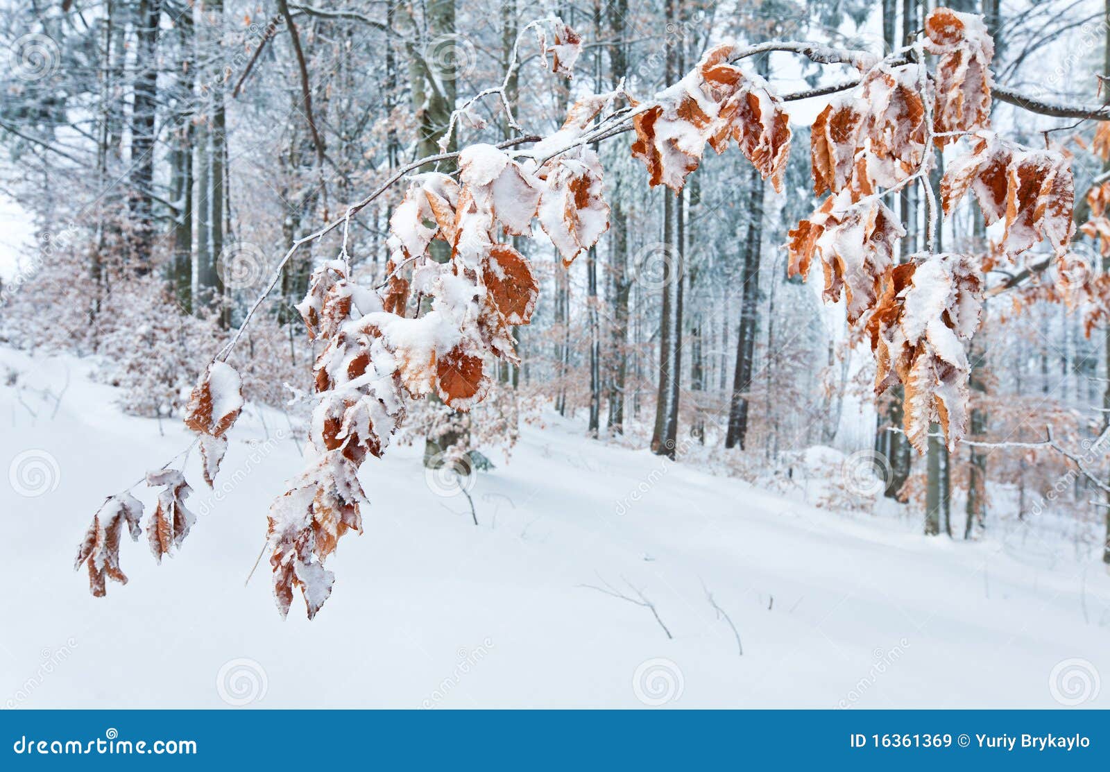 Dull Winter Mountain Forest Stock Image - Image of wintry, forest: 16361369