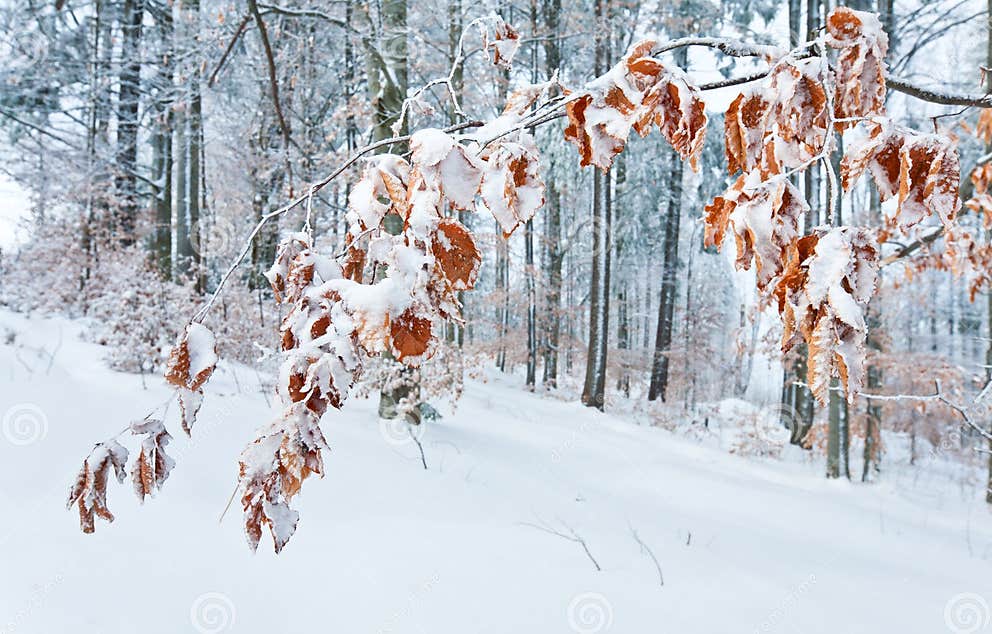 Dull Winter Mountain Forest Stock Image - Image of wintry, forest: 16361369
