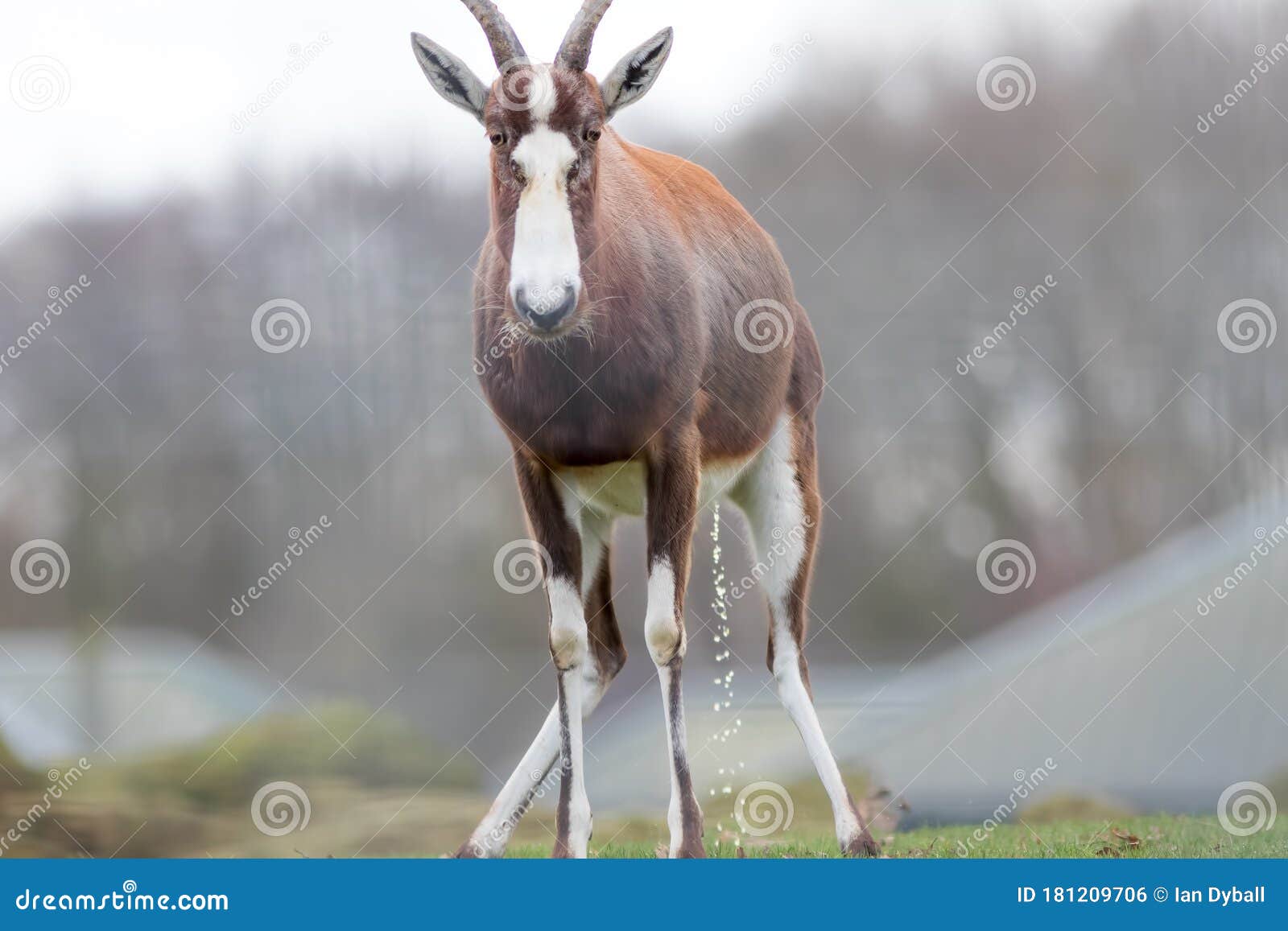 Dumb Animal. Funny Meme Image of Antelope Peeing. Soft Selective Focus ...
