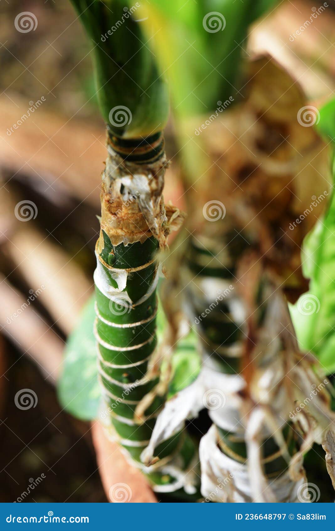 Dumb came tree stock image. Image of animal, produce - 236648797