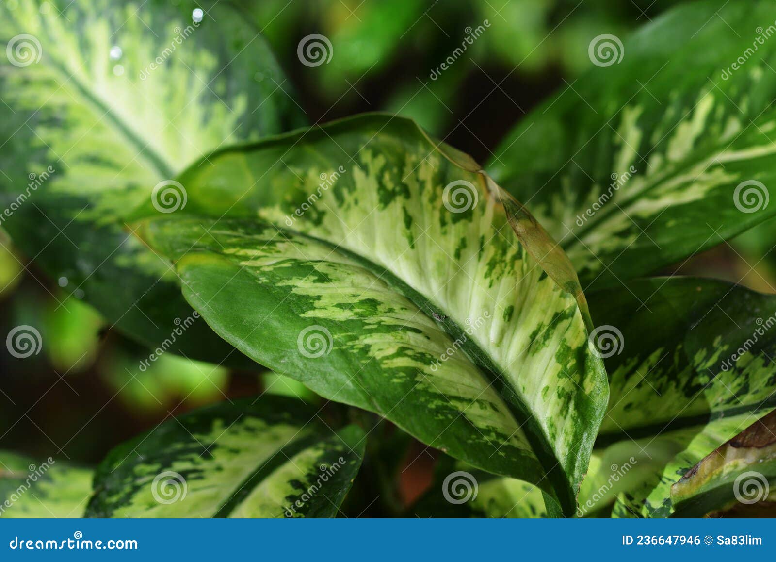 Dumb came tree stock photo. Image of grass, green, flower - 236647946
