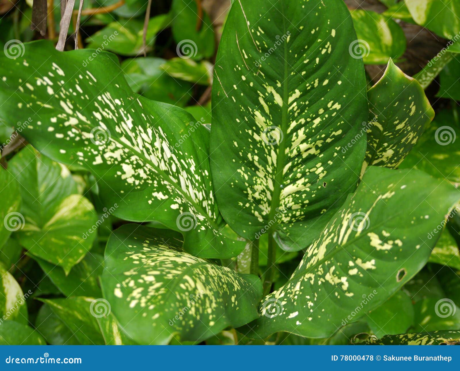Dumb Cane stock photo. Image of seasoning, breezy, color - 78000478