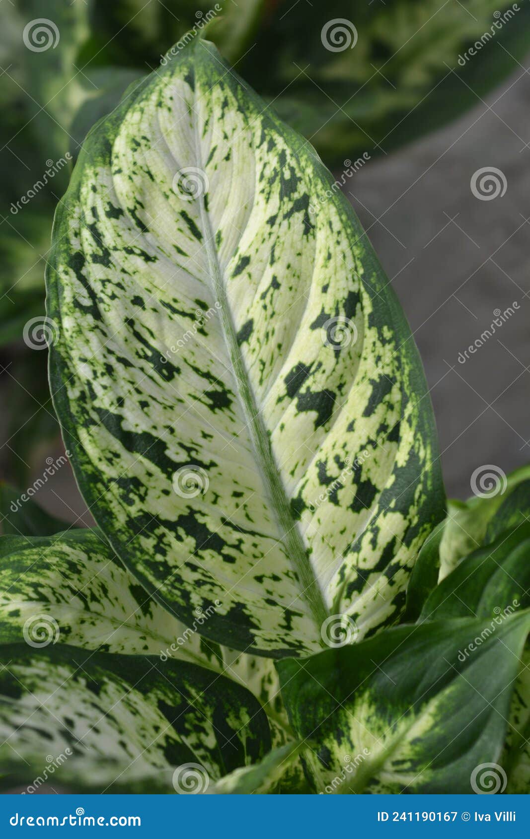 Dumb Cane Compacta stock image. Image of botany, cane - 241190167