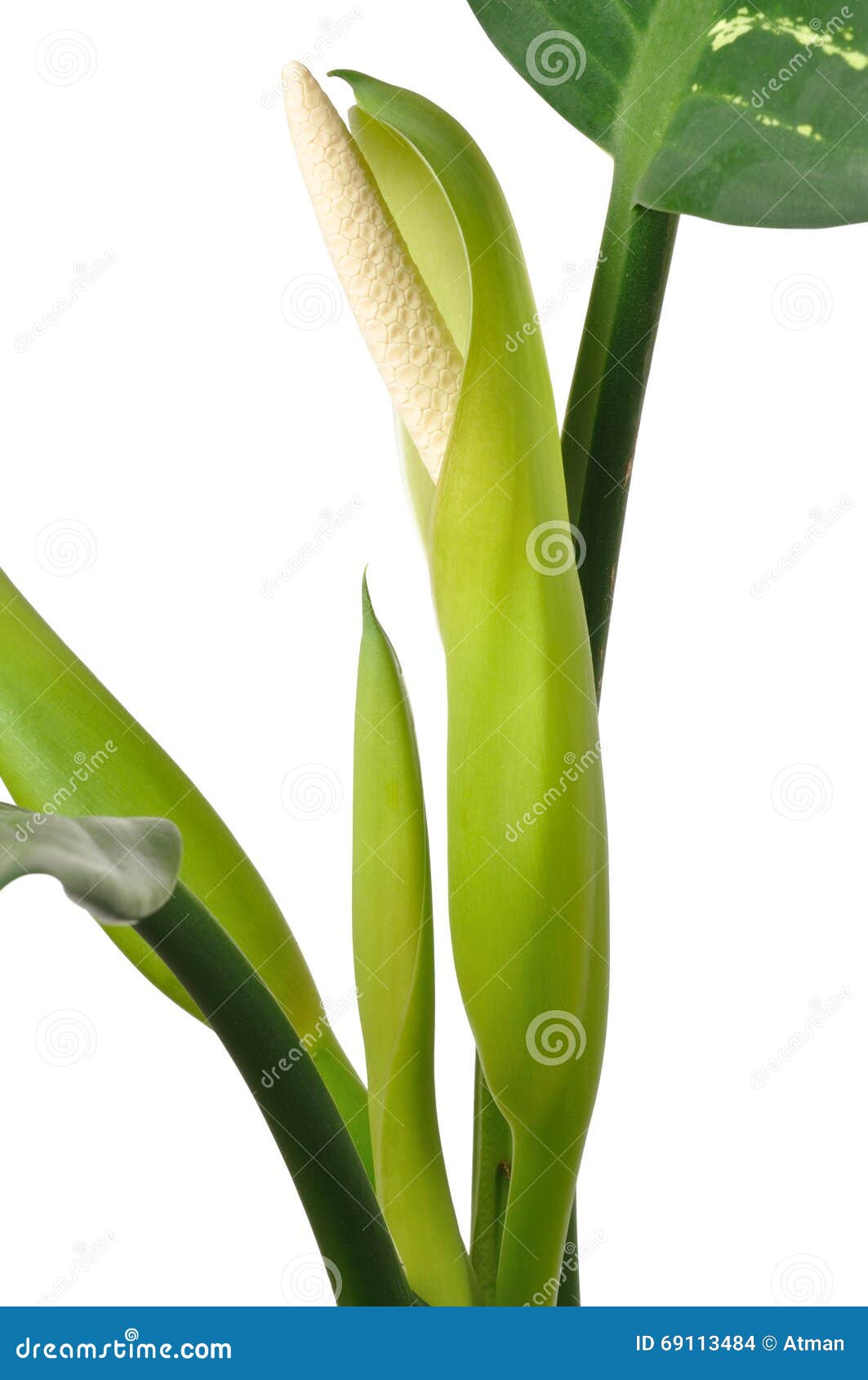 Dumb Cane flower isolated stock photo. Image of dumb - 69113484