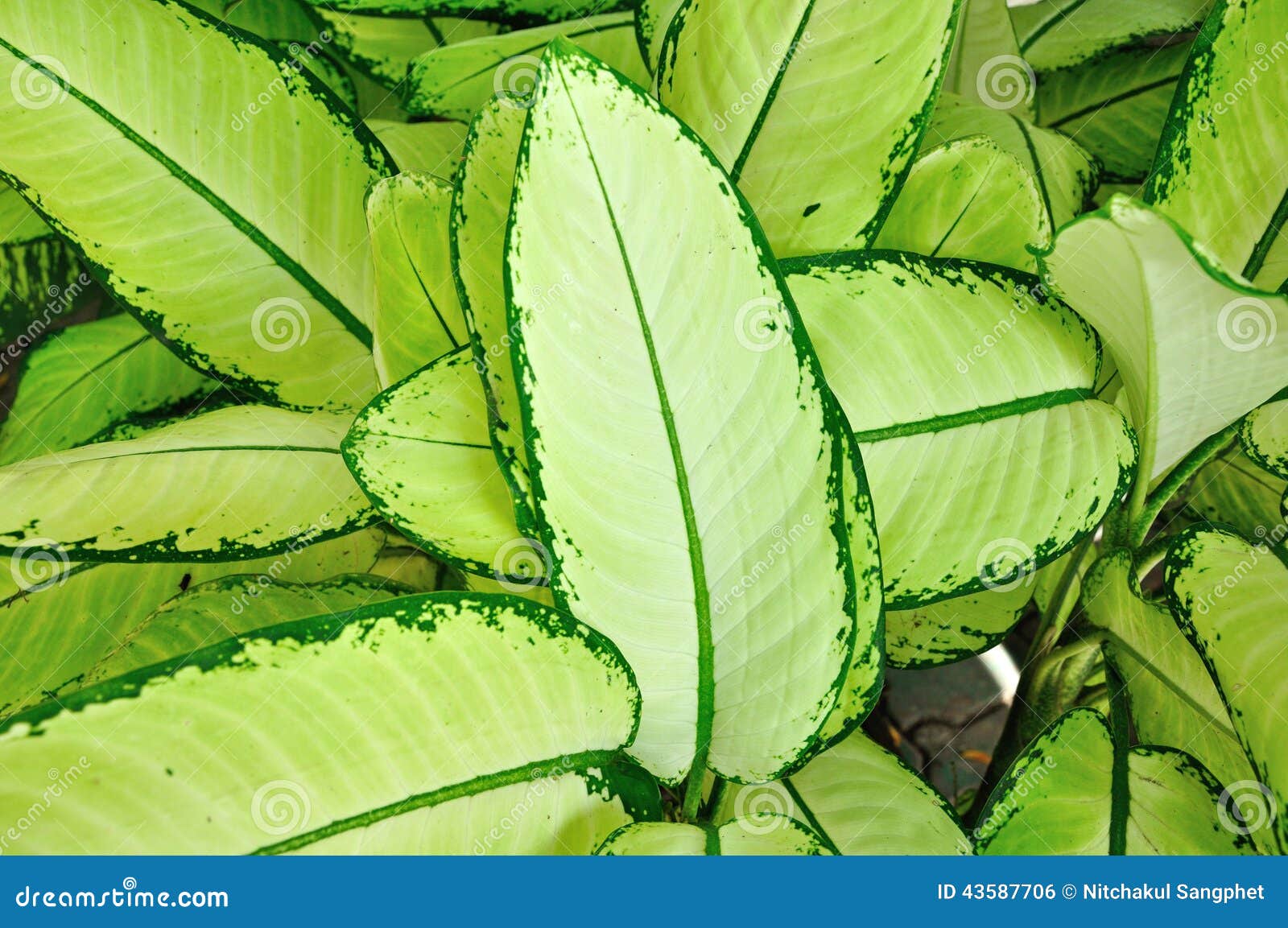 Dumb cane Leaf stock photo. Image of cane, nature, background - 43587706