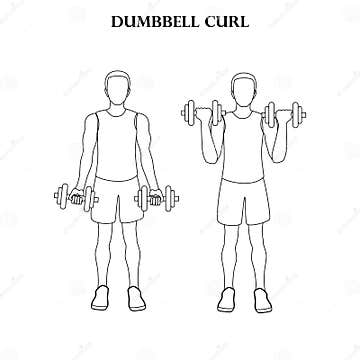 Dumbbell Curl Workout Exercise Vector Illustration Outline Stock Vector ...