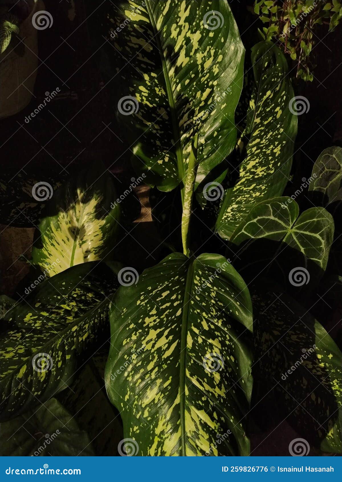 Tuftroot Stock Photos - Free & Royalty-Free Stock Photos from Dreamstime