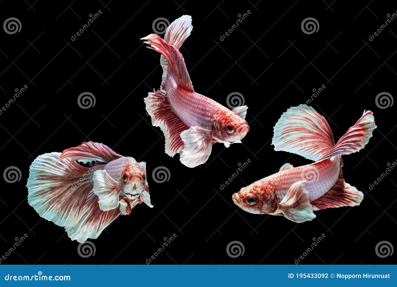 Dumbo Fighting Fish In Any Action On Isolate Background / Beta Fish ...