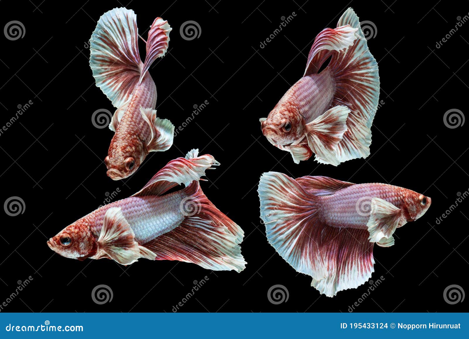 Dumbo Fighting Fish In Any Action On Isolate Background / Beta Fish ...