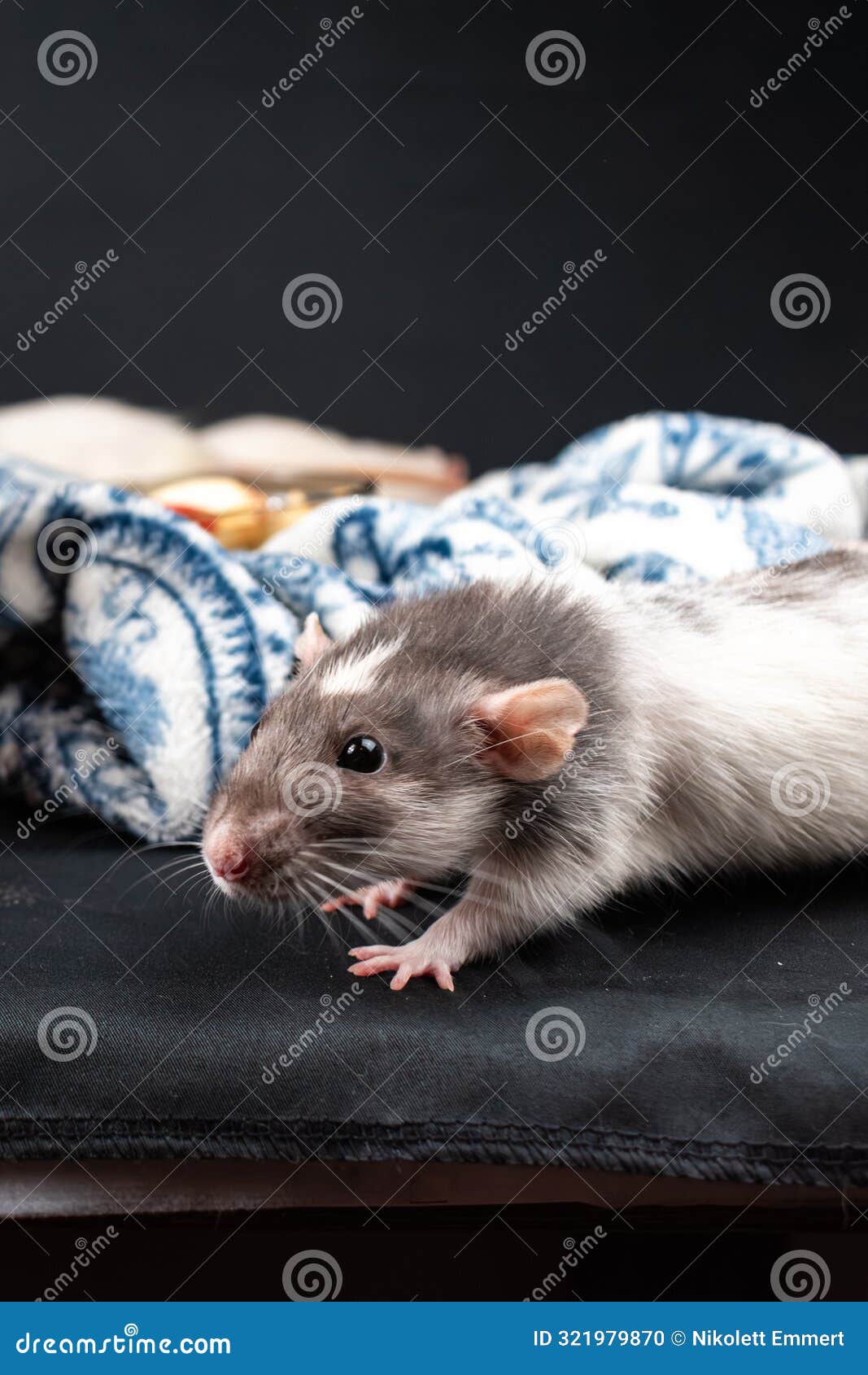 Dumbo pet rat stock photo. Image of animal, space, tail - 321979870