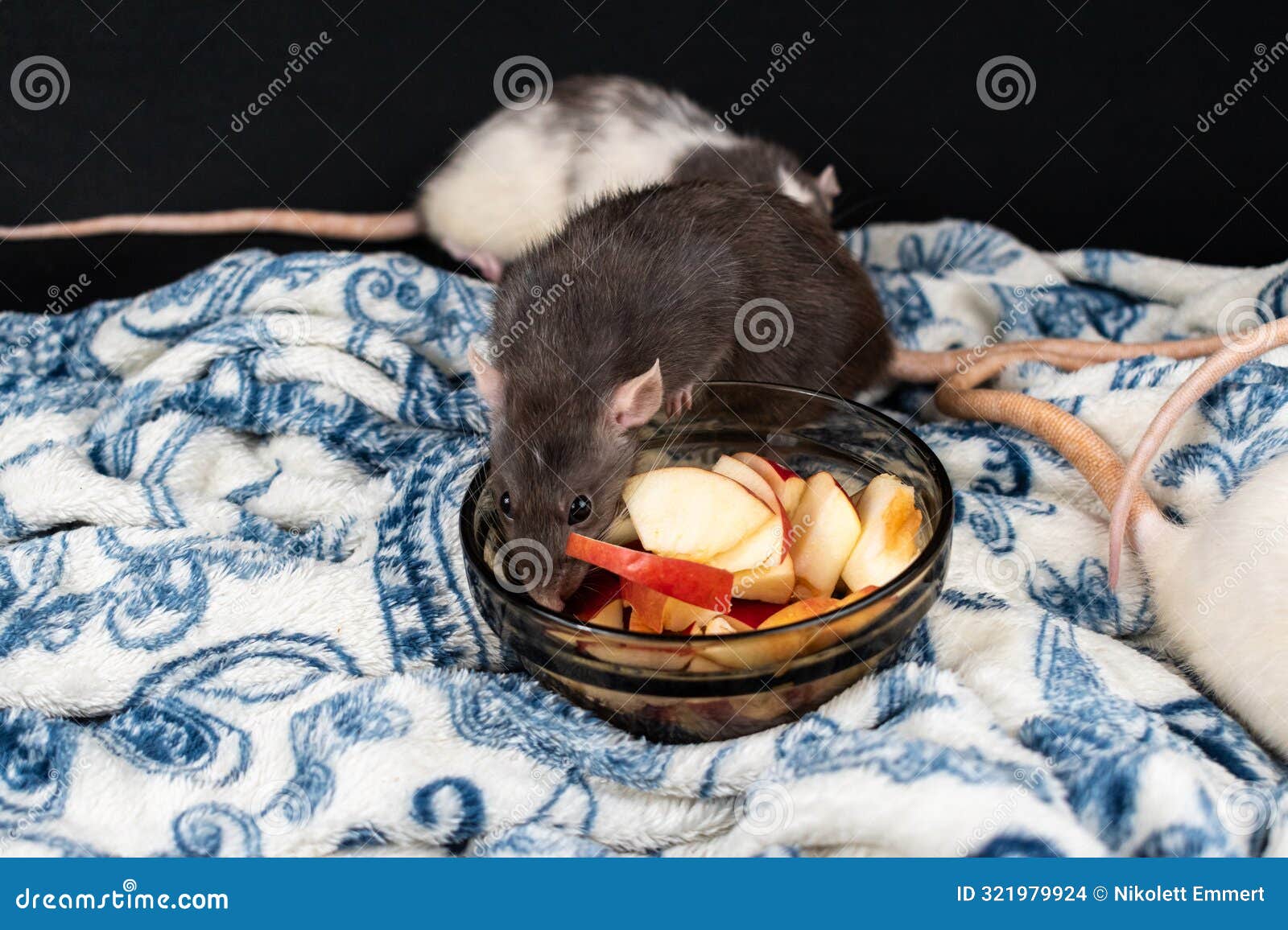 Dumbo pet rat stock photo. Image of portrait, tail, cute - 321979924