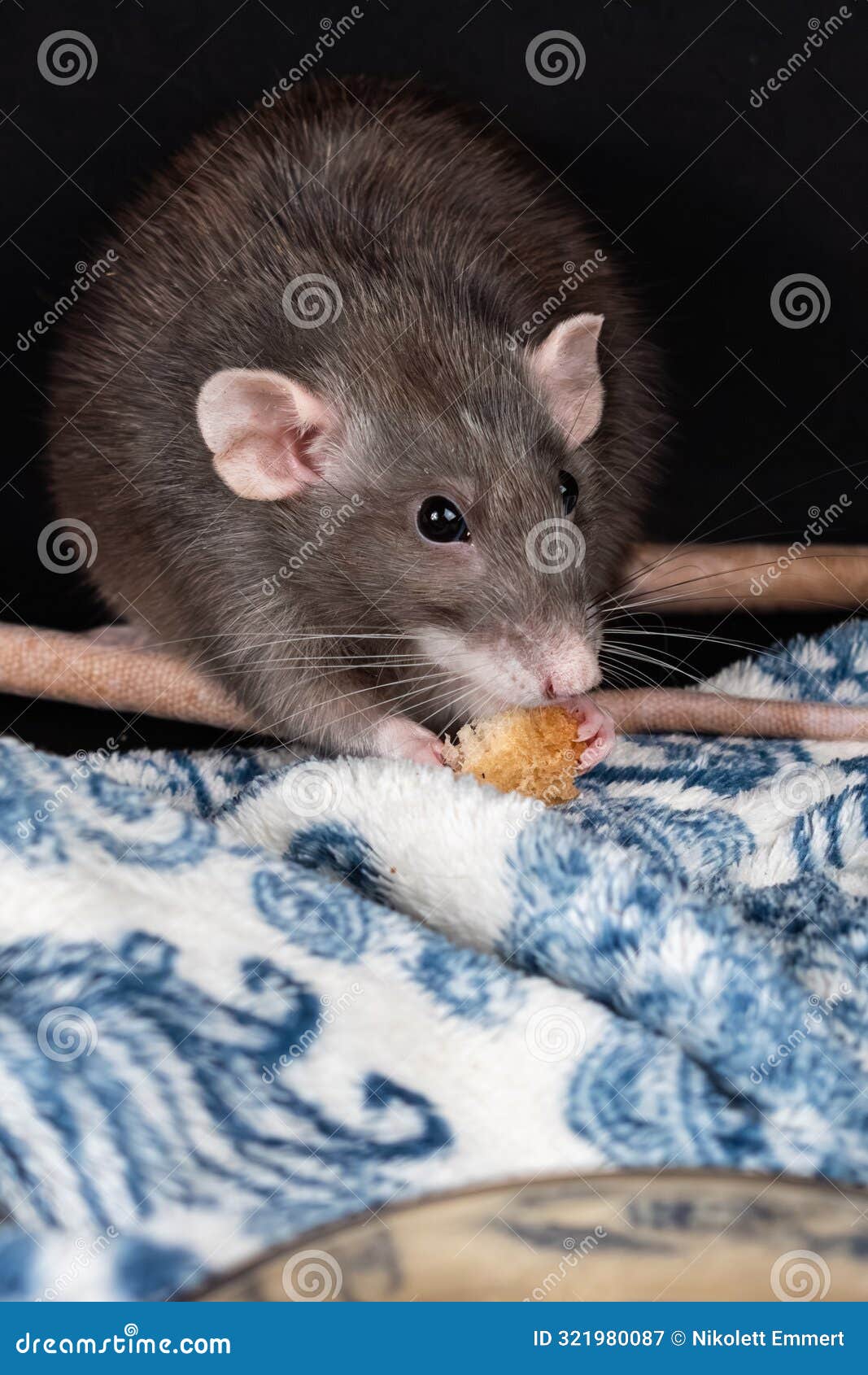 Dumbo pet rat stock image. Image of copy, rattus, gray - 321980087