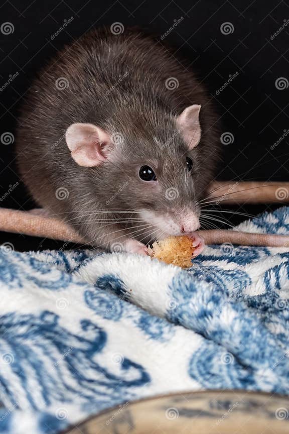 Dumbo pet rat stock image. Image of copy, rattus, gray - 321980087