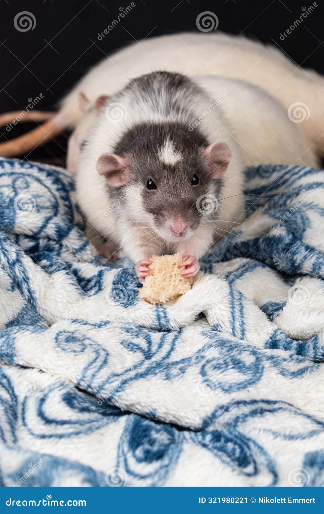 Dumbo pet rat stock image. Image of cute, fluffy, rodent - 321980221