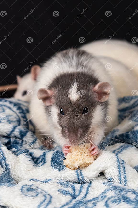 Dumbo pet rat stock image. Image of dumbo, gray, husky - 321980273