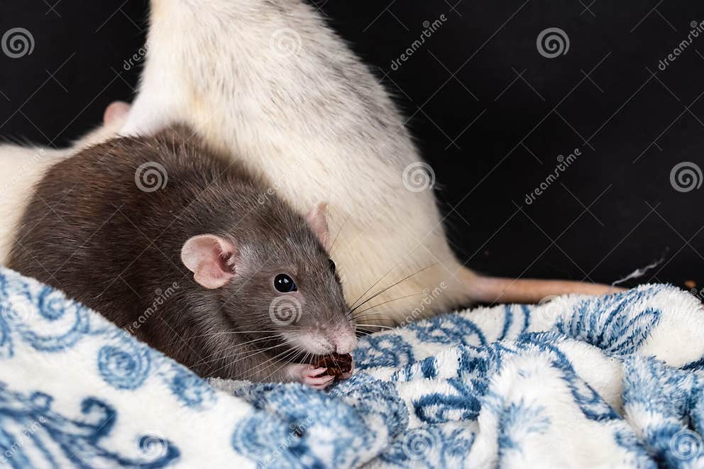 Dumbo pet rat stock image. Image of dumbo, space, gray - 321980301