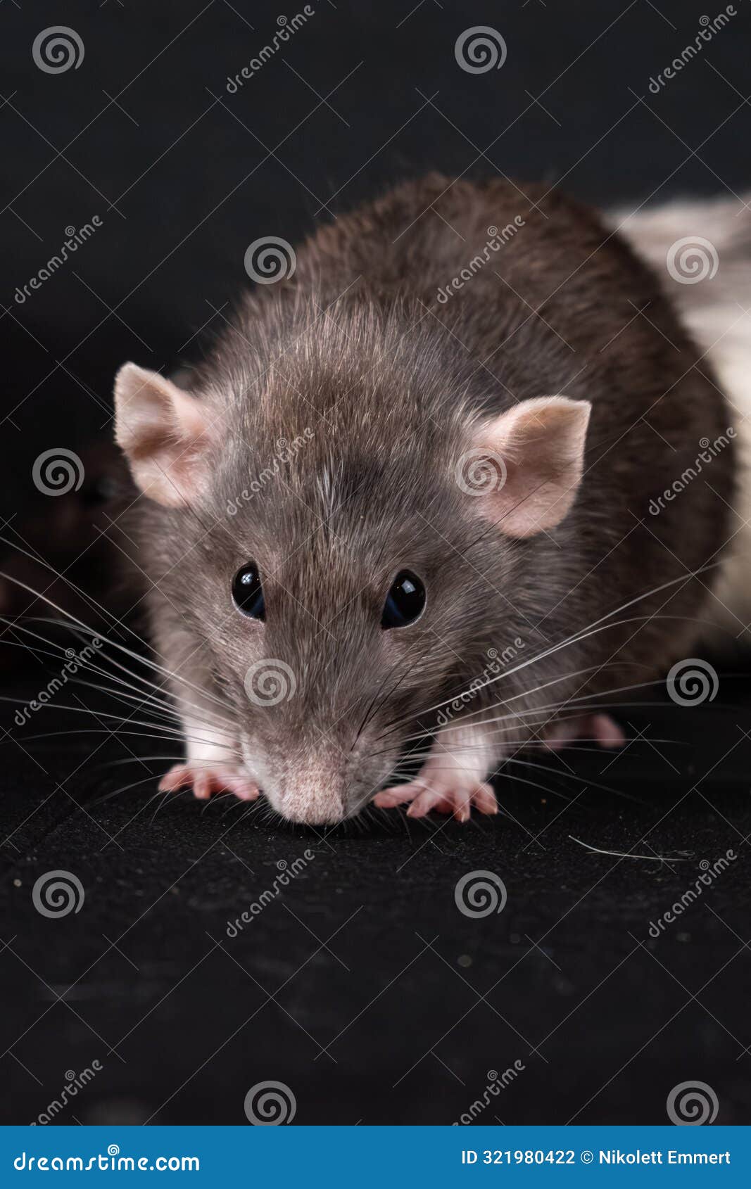 Dumbo pet rat stock photo. Image of rodent, whisker - 321980422