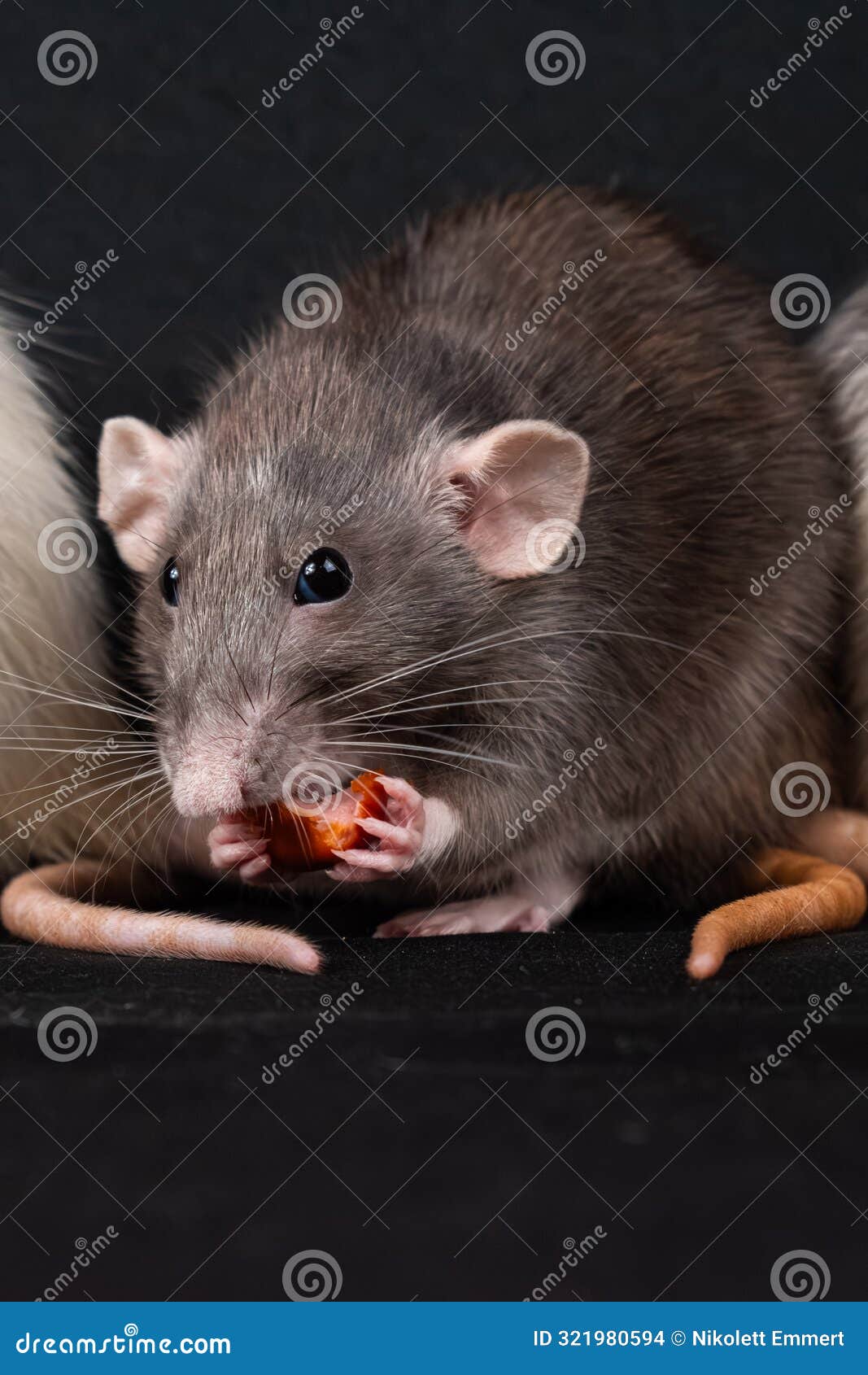 Dumbo pet rat stock photo. Image of animal, black, background - 321980594