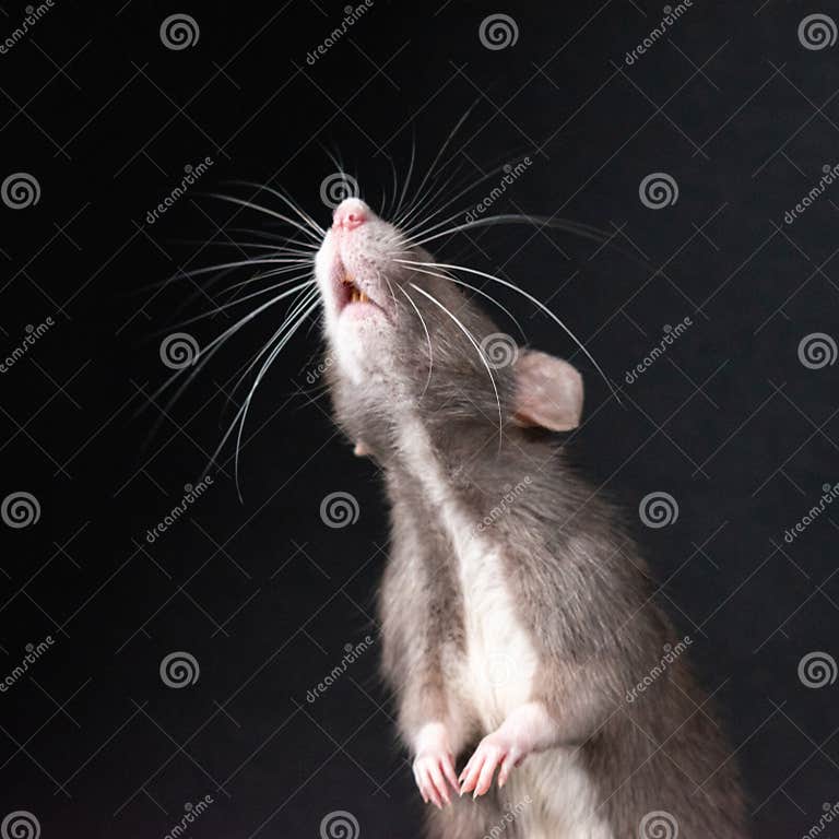 Dumbo pet rat stock image. Image of adorable, tail, dumbo - 321981015