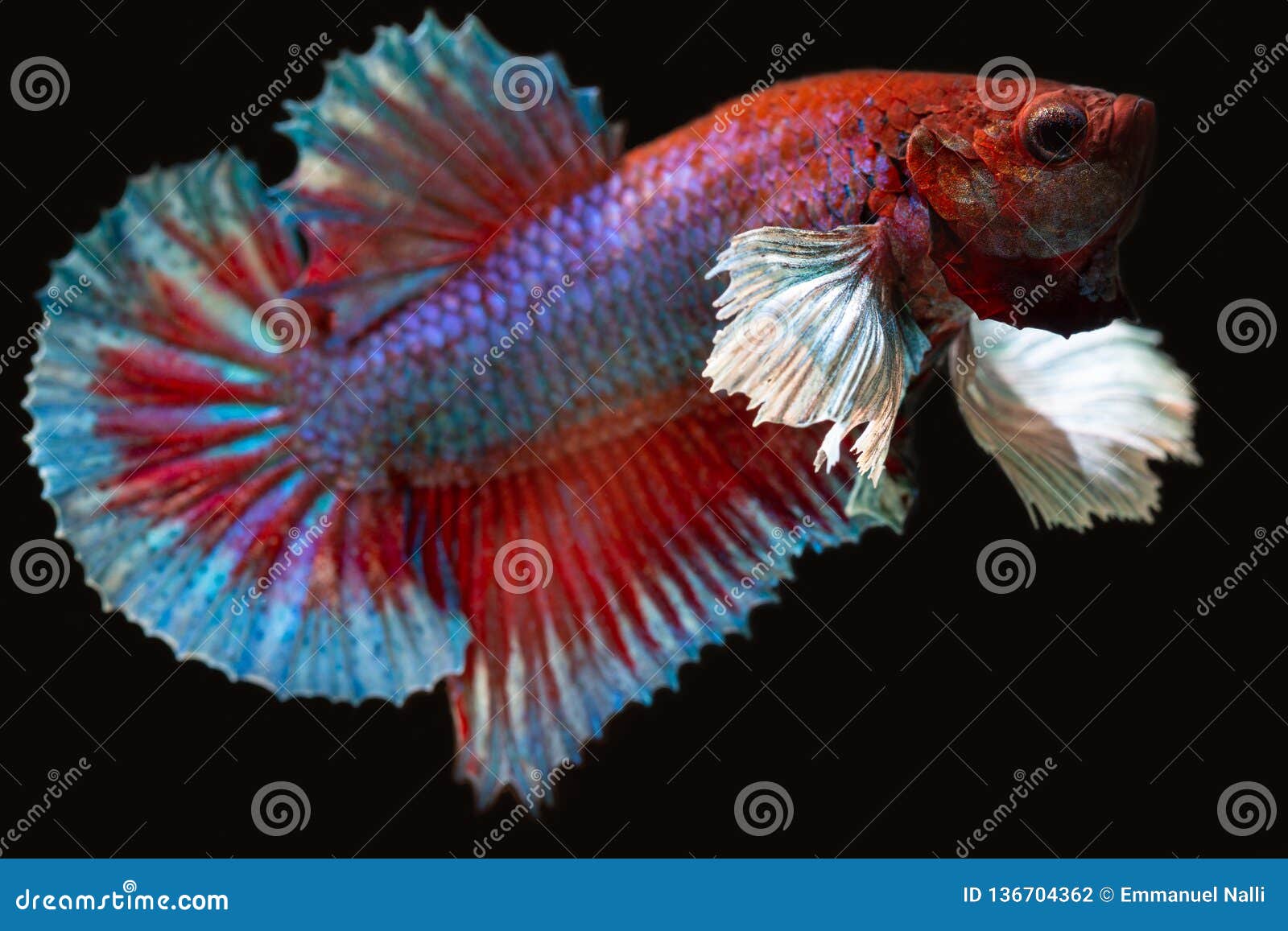 Dumbo plakat betta fish stock photo. Image of betta - 136704362