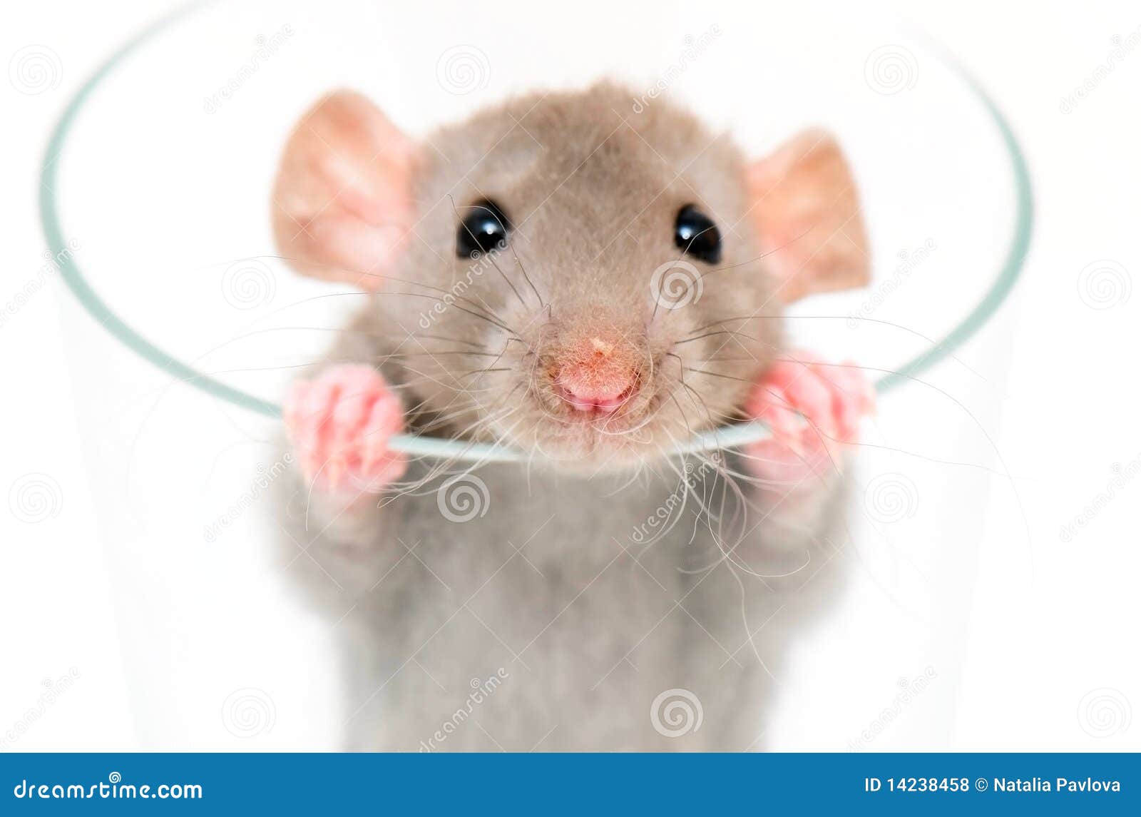 Dumbo Ratte stockfoto. Bild von ratte, heck, grau, flaumig - 14238458