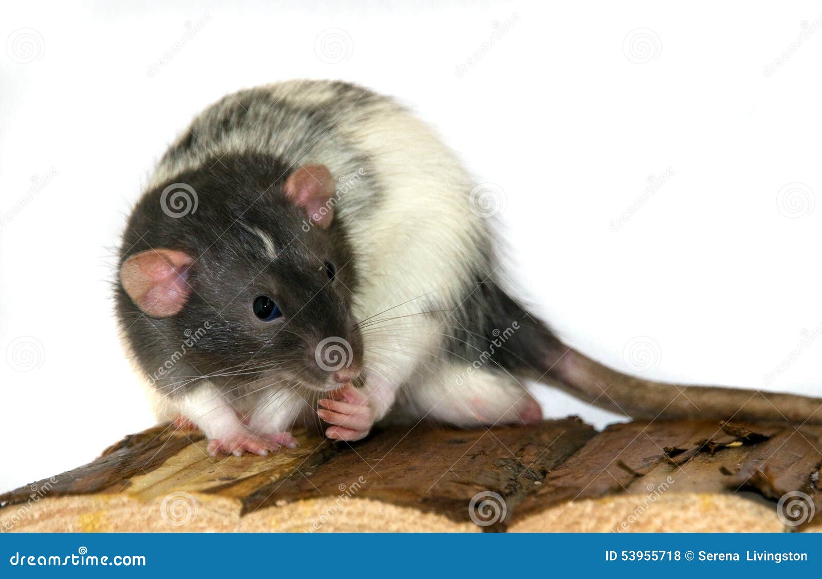 Dumbo Ratte stockfoto. Bild von haustier, schwarzes, hölzern - 53955718