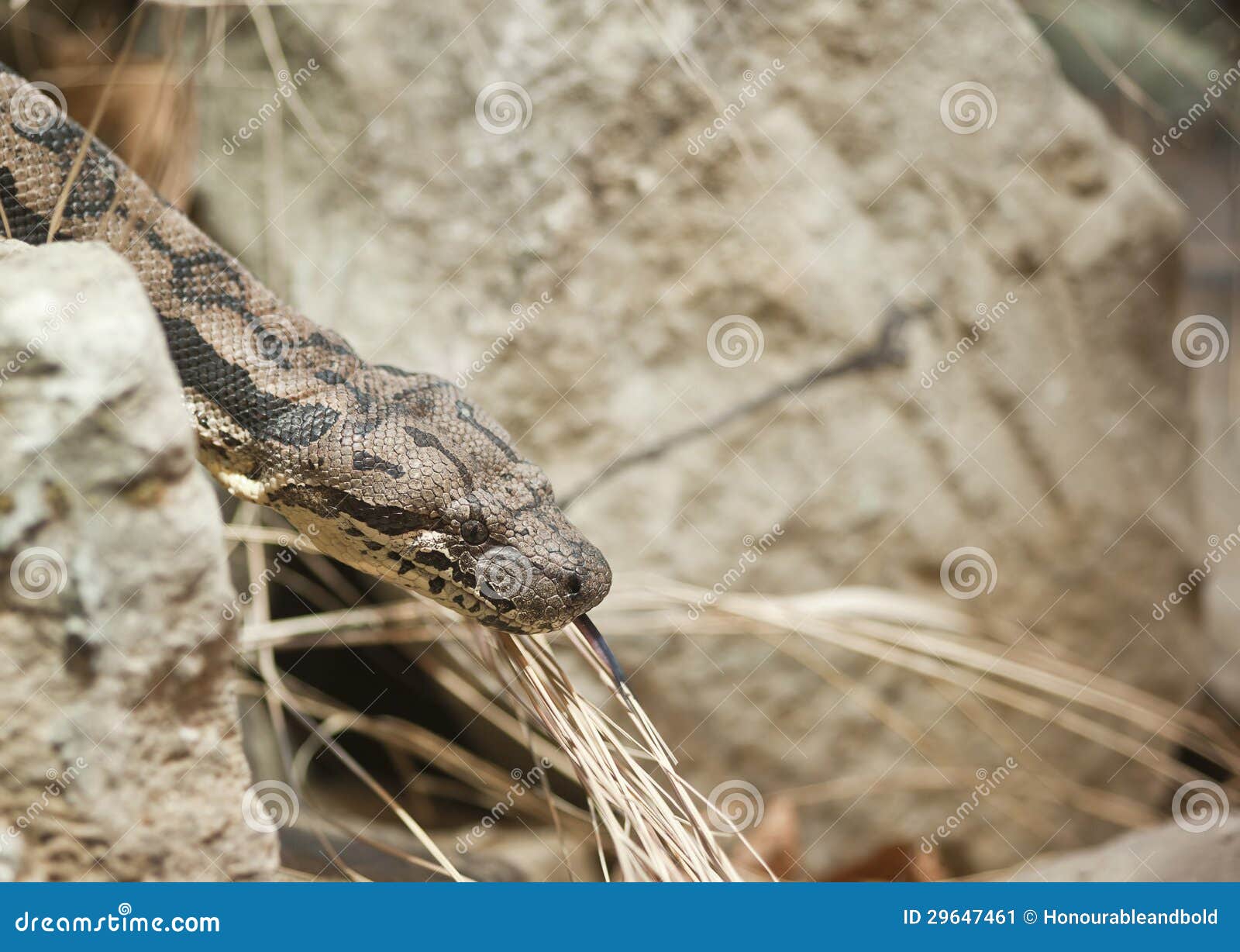 Dumeril S Boa Acrantohpis Dumerili Stock Image - Image of deadly ...