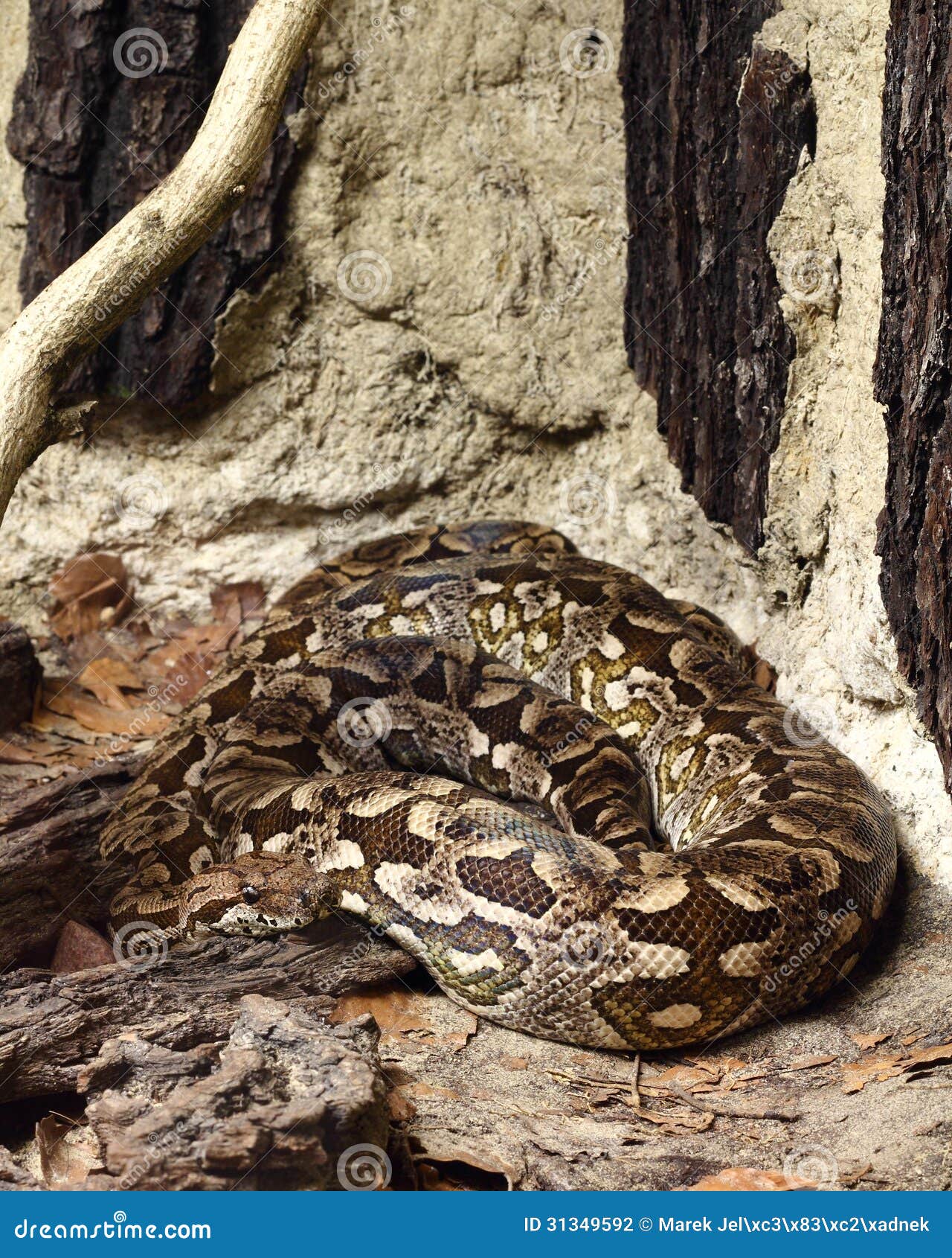 Dumeril`s Ground Boa, Acrantophis Dumerili, Is A Large Boa Snake ...