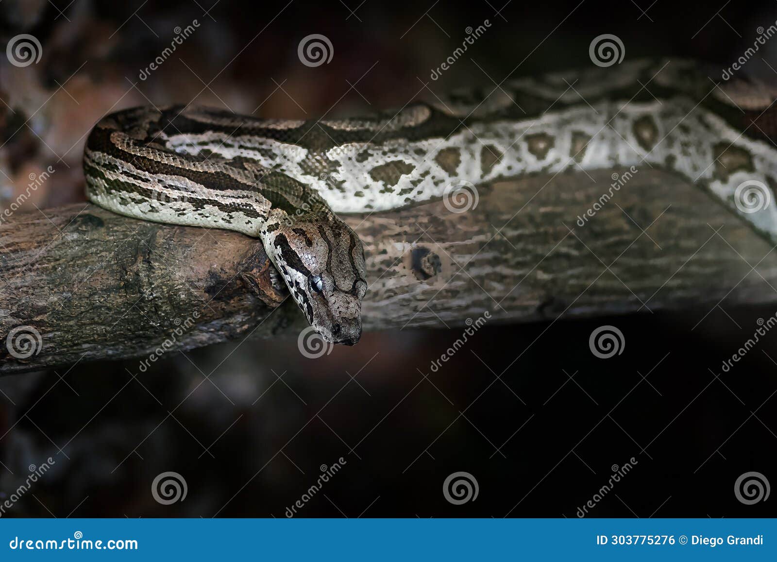 Snake Dumeril's Boa, Acrantophis Dumerili, Isalo National Park ...