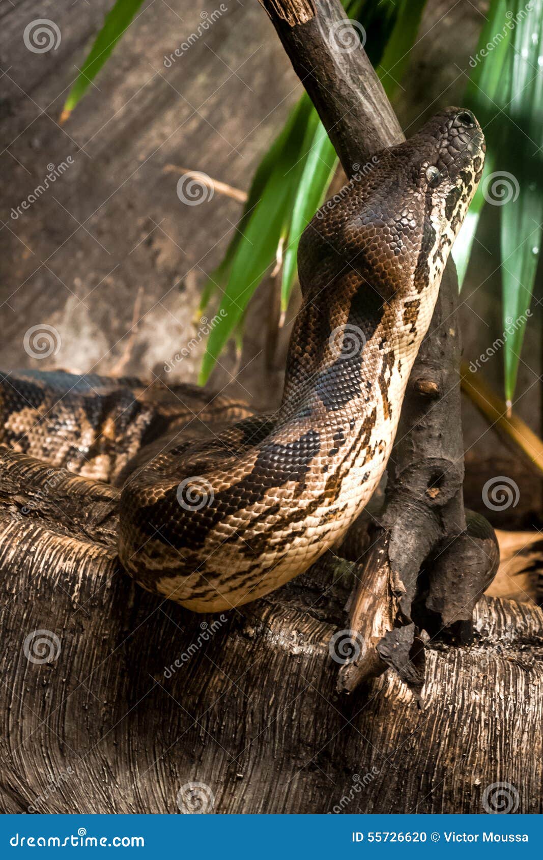Dumeril snake stock photo. Image of aggression, snake - 55726620