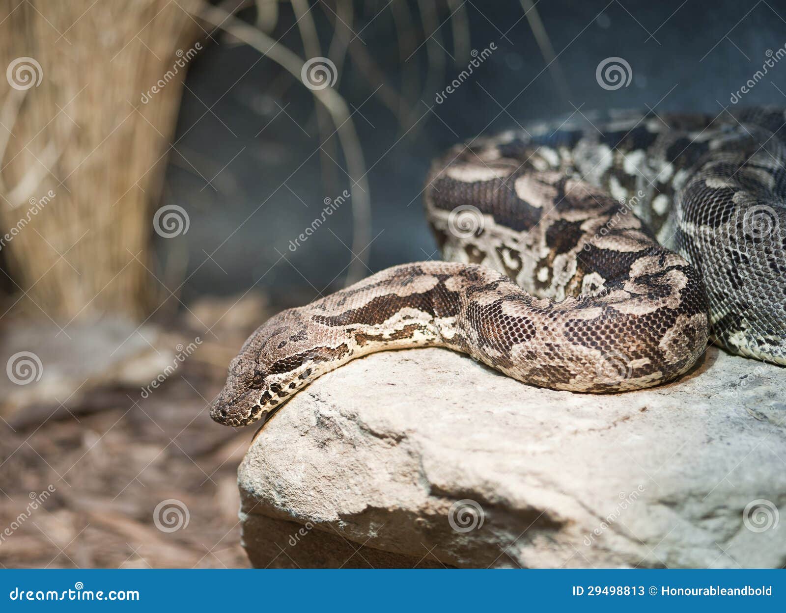 Dumerils Boa Acrantohpis Dumerili Stockbild - Bild von haut, frech ...
