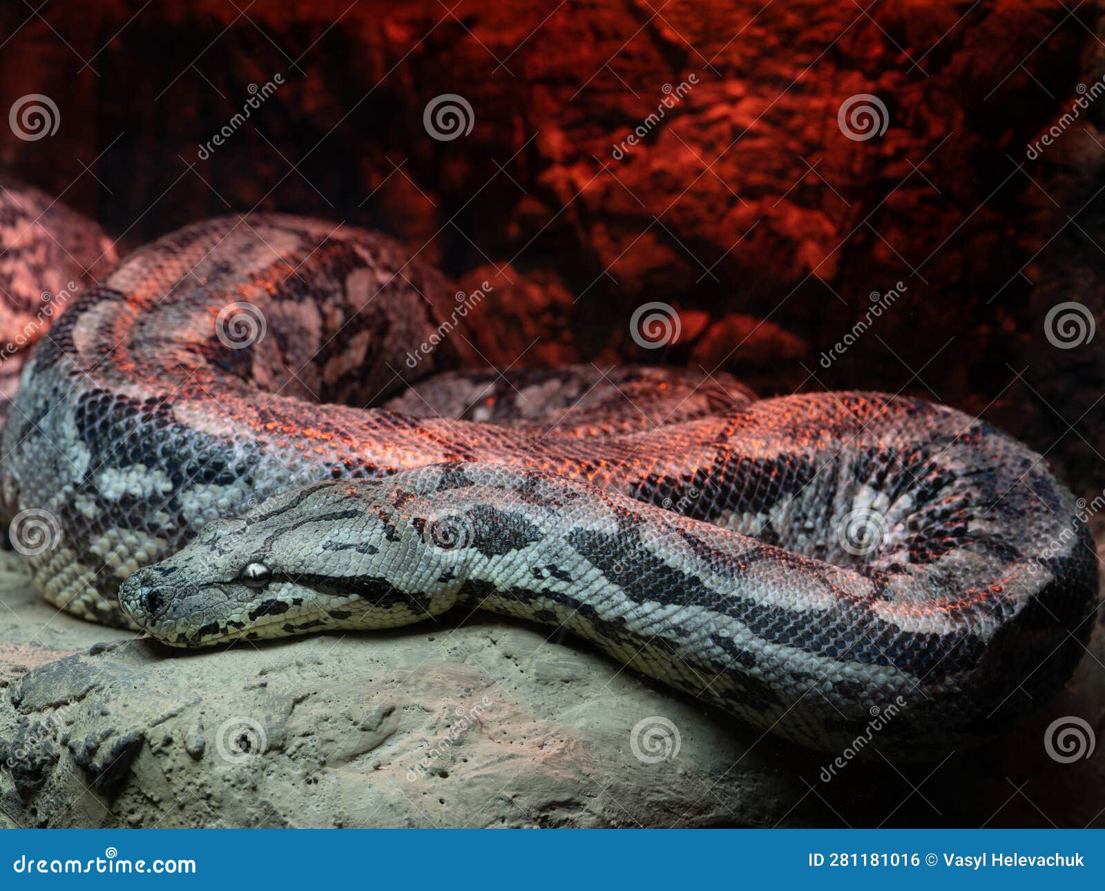 Dumeril`s Ground Boa, Acrantophis Dumerili, Is A Large Boa Snake ...