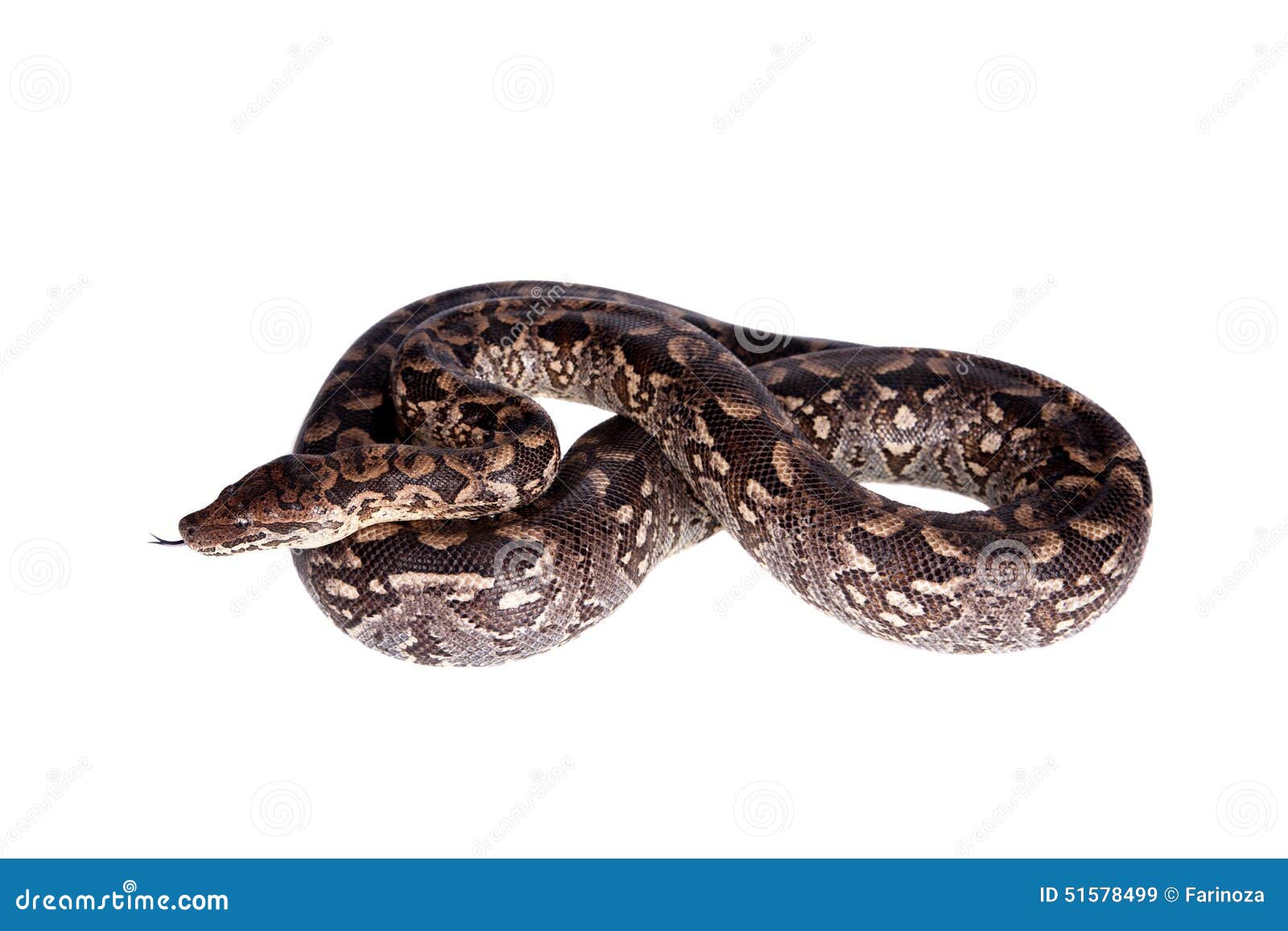 Dumerils Ground Boa on White Stock Image - Image of madagascar ...