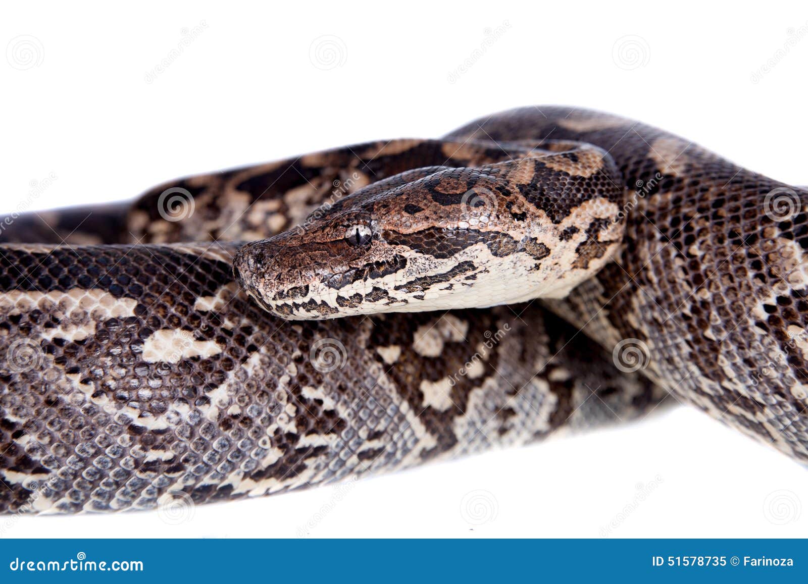 Dumerils Ground Boa on White Stock Image - Image of nature, isolated ...