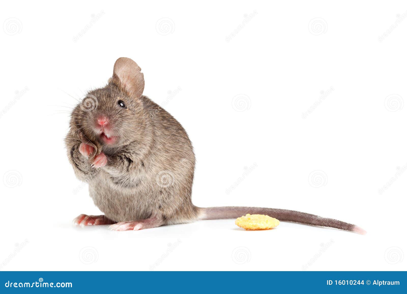 Dumme Maus Isolted Auf Weiß Stockfoto - Bild von pflegen, grau: 16010244