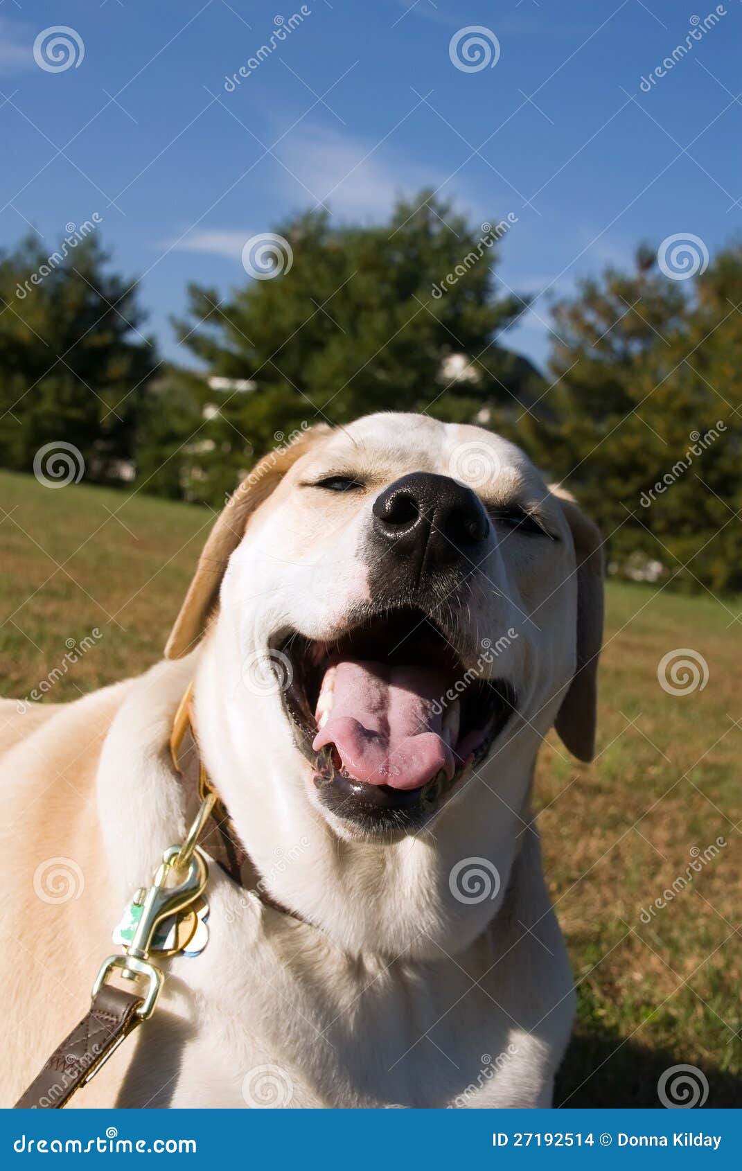 Dummer Labrador Gemischter Bruthund Stockfoto - Bild von blau, gelb ...
