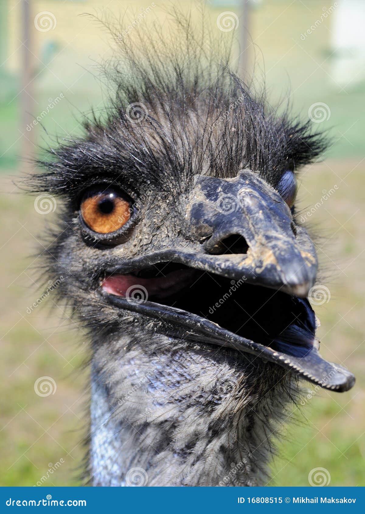 Dummer Strauß stockbild. Bild von auge, schmutzig, unterhalten - 16808515